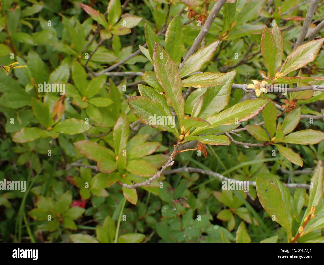 White-flowered Rhododendron (Rhododendron albiflorum Stock Photo - Alamy