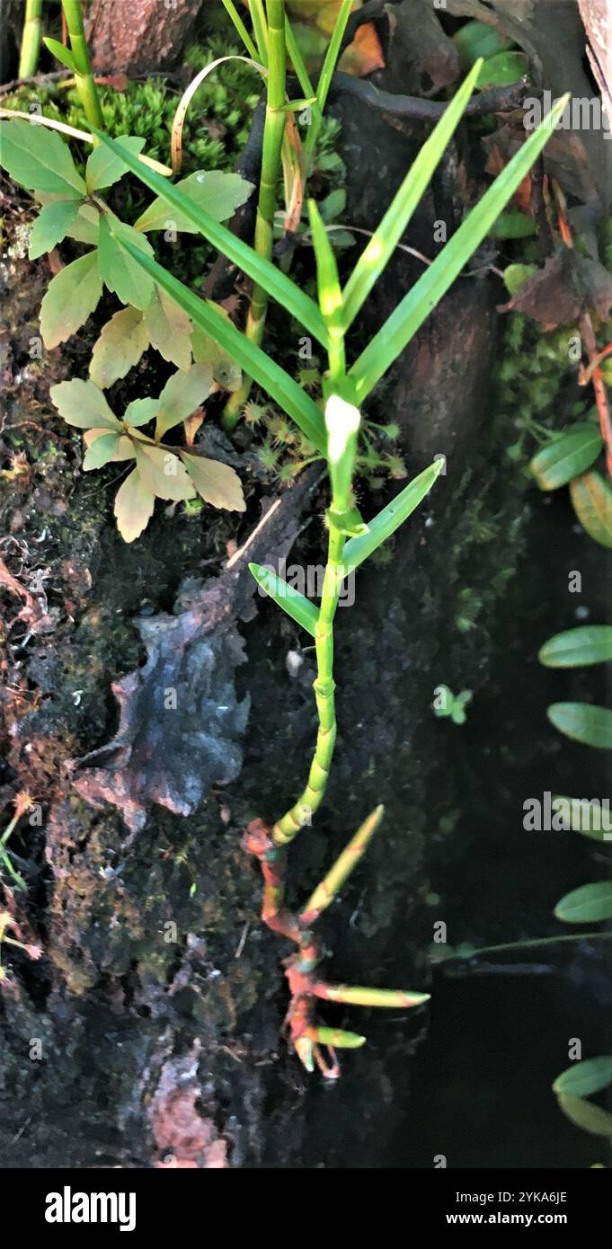 Sedge way hi-res stock photography and images - Alamy