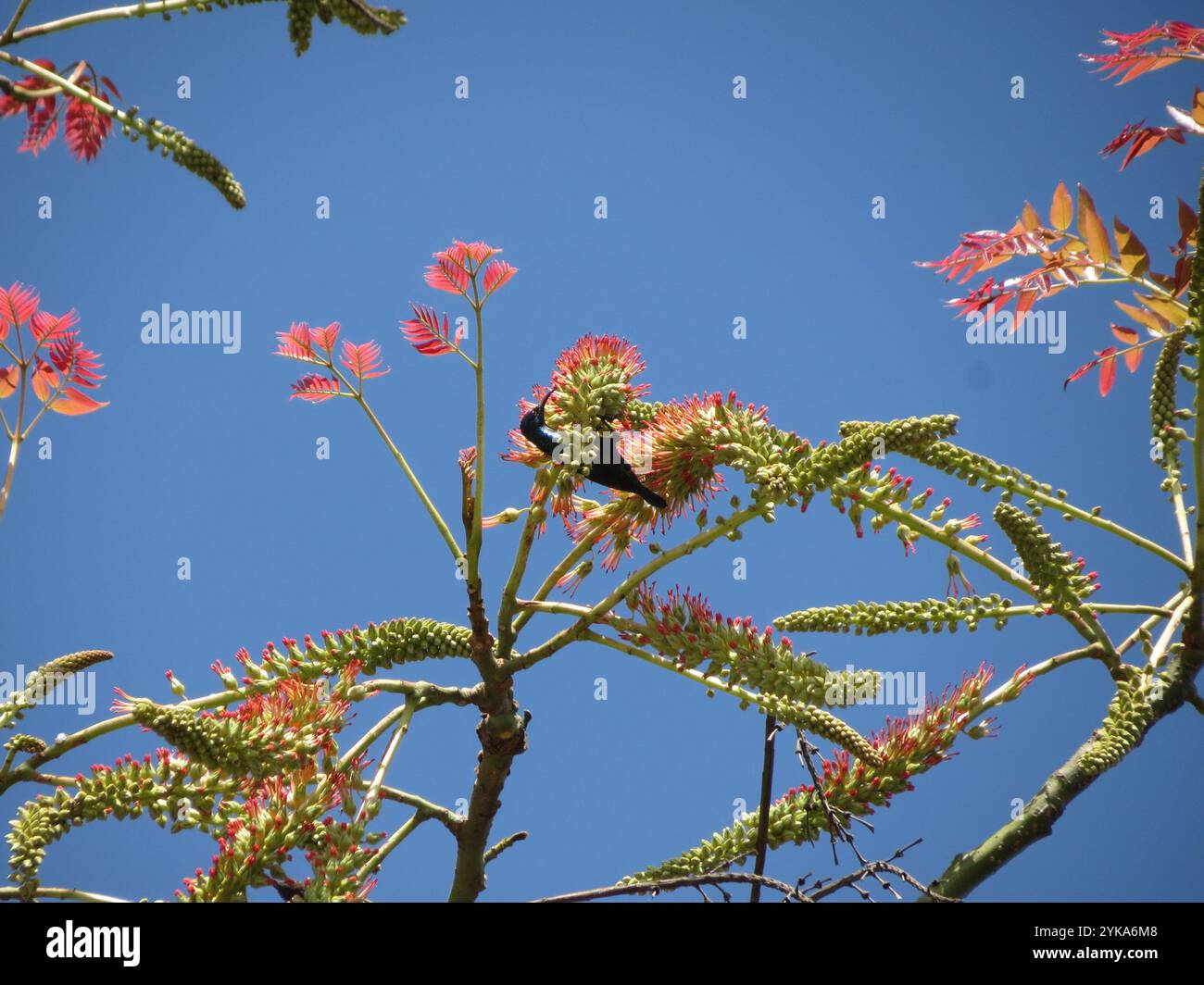 Pink Cedar (Acrocarpus fraxinifolius Stock Photo - Alamy