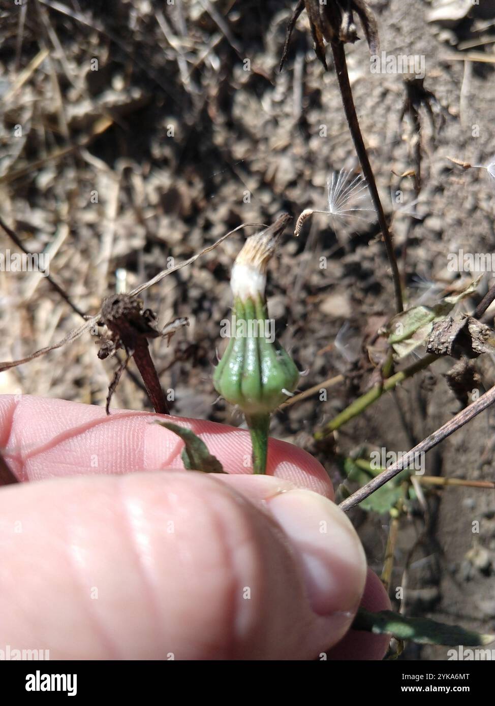 Urospermum picroides hi-res stock photography and images - Alamy