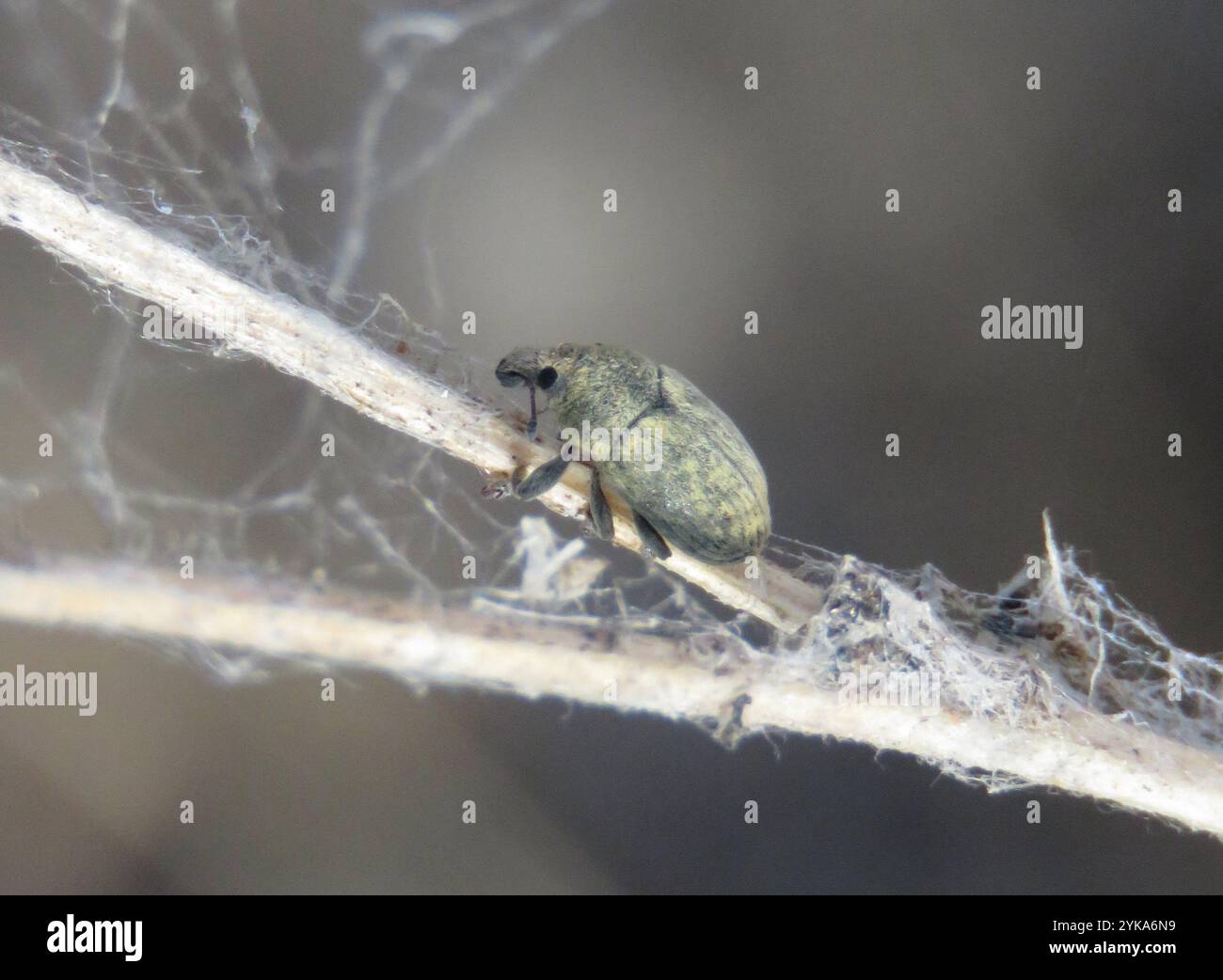 Lesser knapweed flower weevil hi-res stock photography and images - Alamy