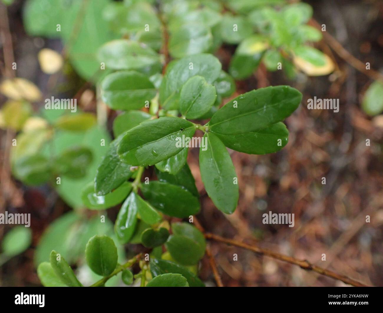 Oregon Boxwood (Paxistima myrsinites Stock Photo - Alamy