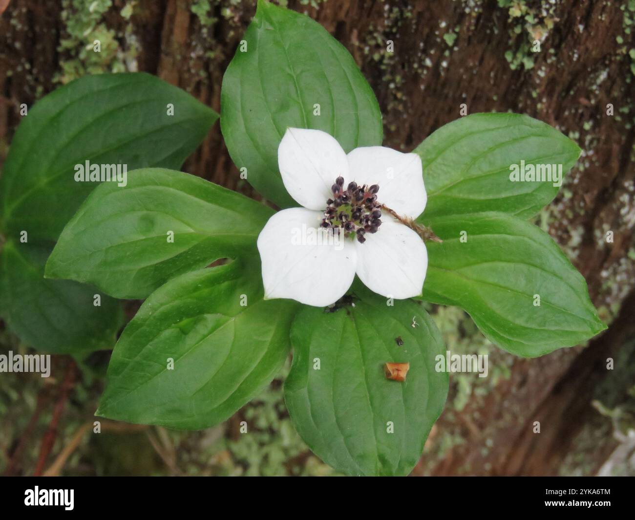 Western Bunchberry (Cornus unalaschkensis Stock Photo - Alamy