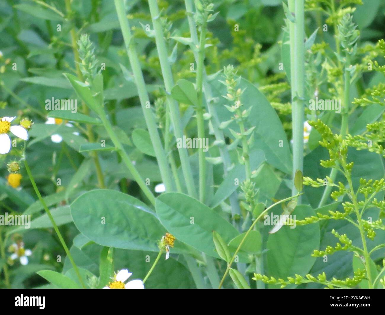Showy Rattlebox (Crotalaria spectabilis Stock Photo - Alamy