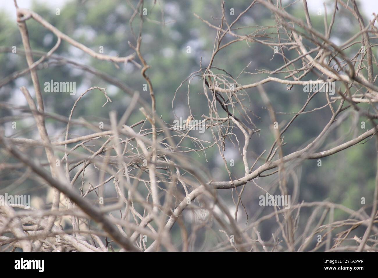 Purple-collared Woodstar (Myrtis fanny Stock Photo - Alamy