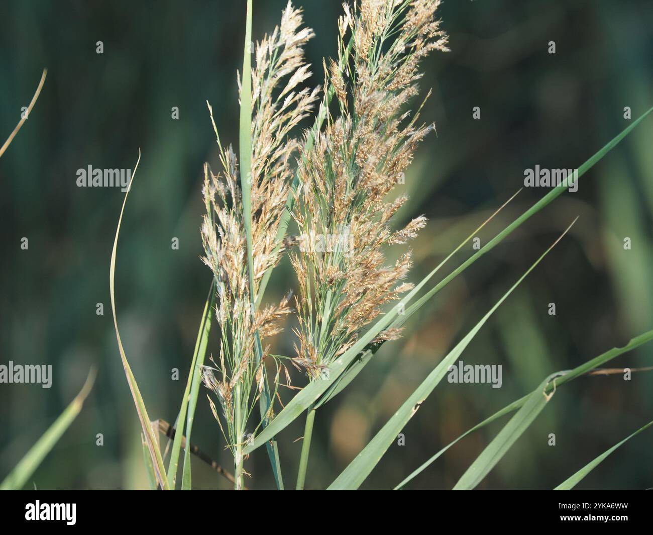 common reed (Phragmites australis Stock Photo - Alamy