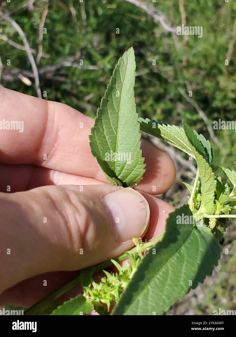 shrubby copperleaf (Acalypha phleoides Stock Photo - Alamy