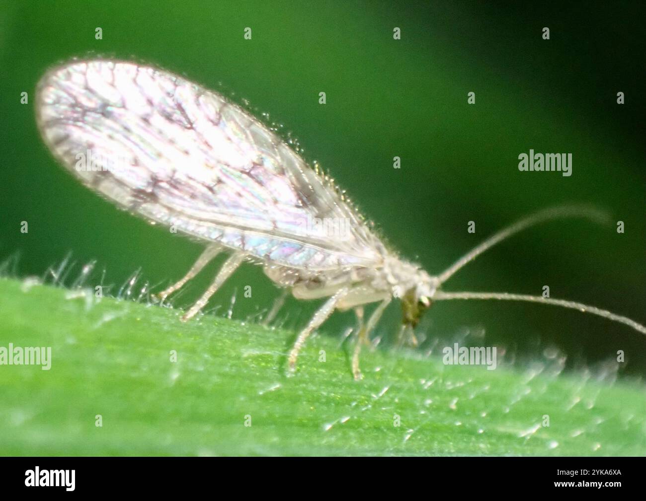 Variegated Brown Lacewing (Micromus variegatus Stock Photo - Alamy