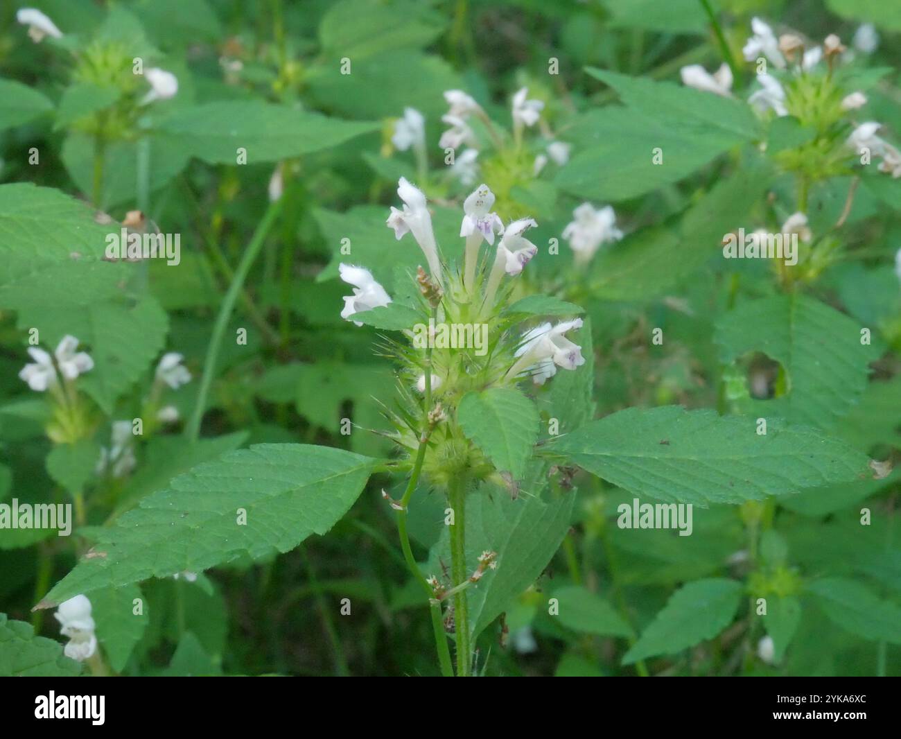Common hemp-nettle (Galeopsis tetrahit Stock Photo - Alamy