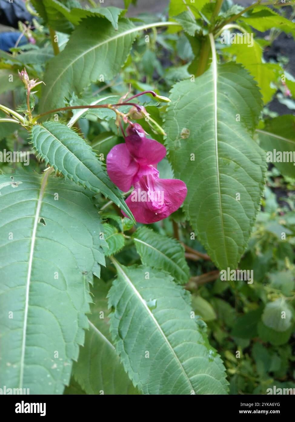 Himalayan balsam (Impatiens glandulifera Stock Photo - Alamy