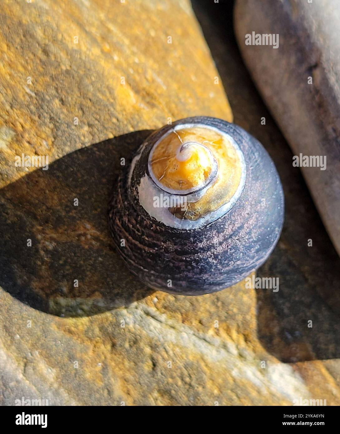 Black Tegula (Tegula funebralis Stock Photo - Alamy