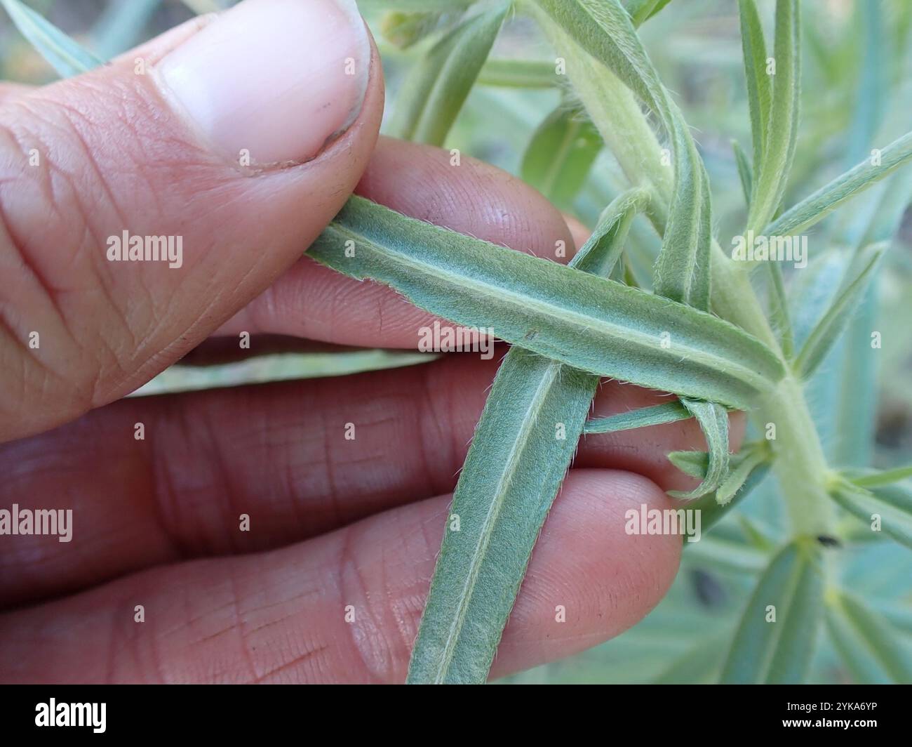 western stoneseed (Lithospermum ruderale Stock Photo - Alamy