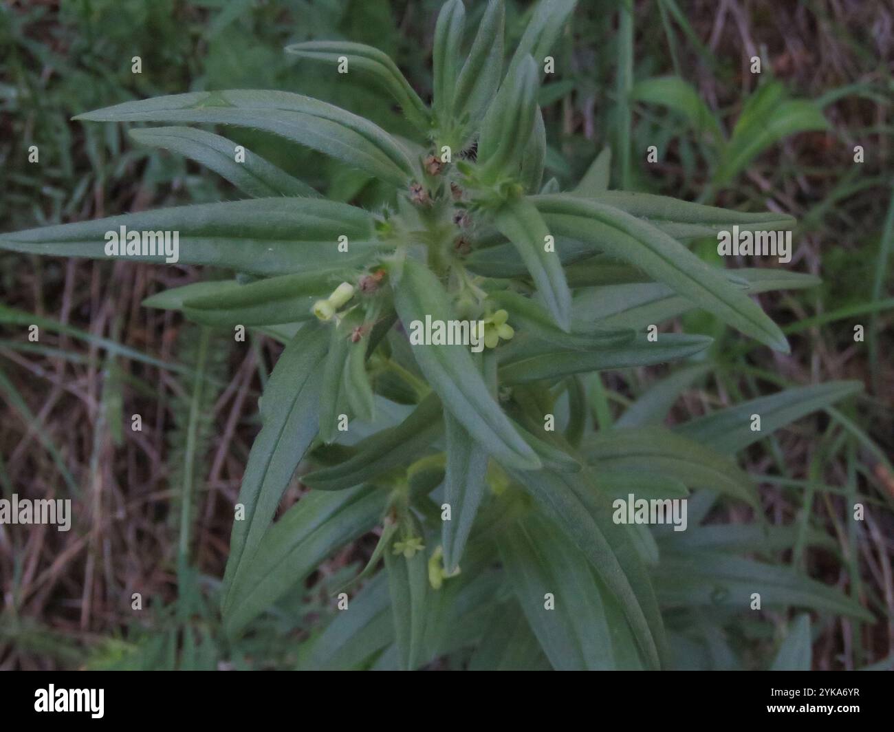 western stoneseed (Lithospermum ruderale Stock Photo - Alamy