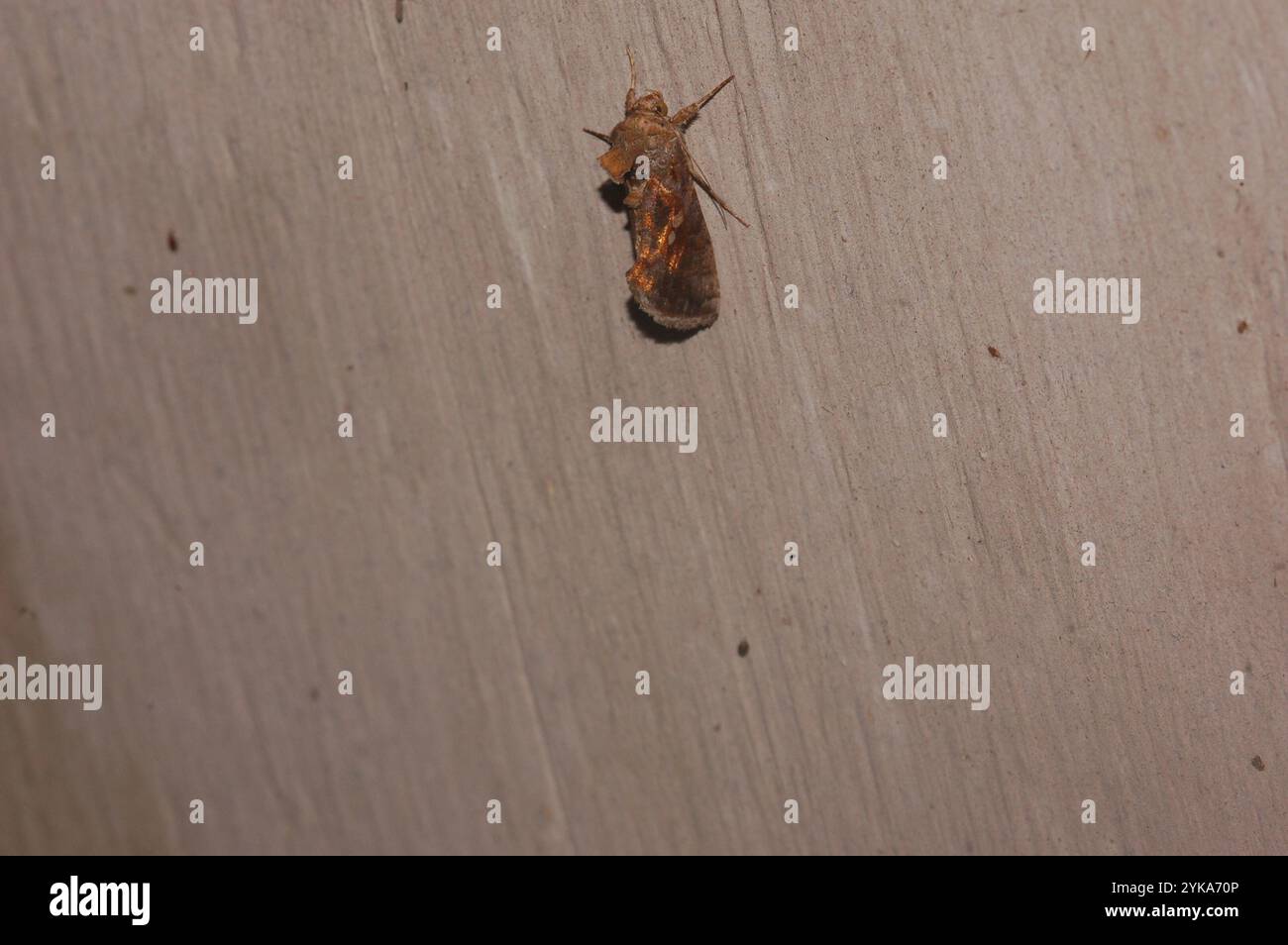 Plusiine Looper Moths (Plusiinae Stock Photo - Alamy