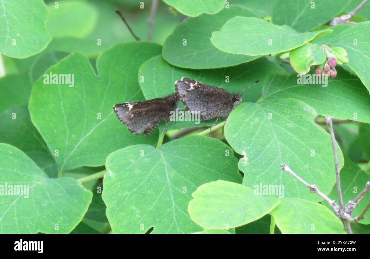 Common Roadside-Skipper (Amblyscirtes vialis Stock Photo - Alamy