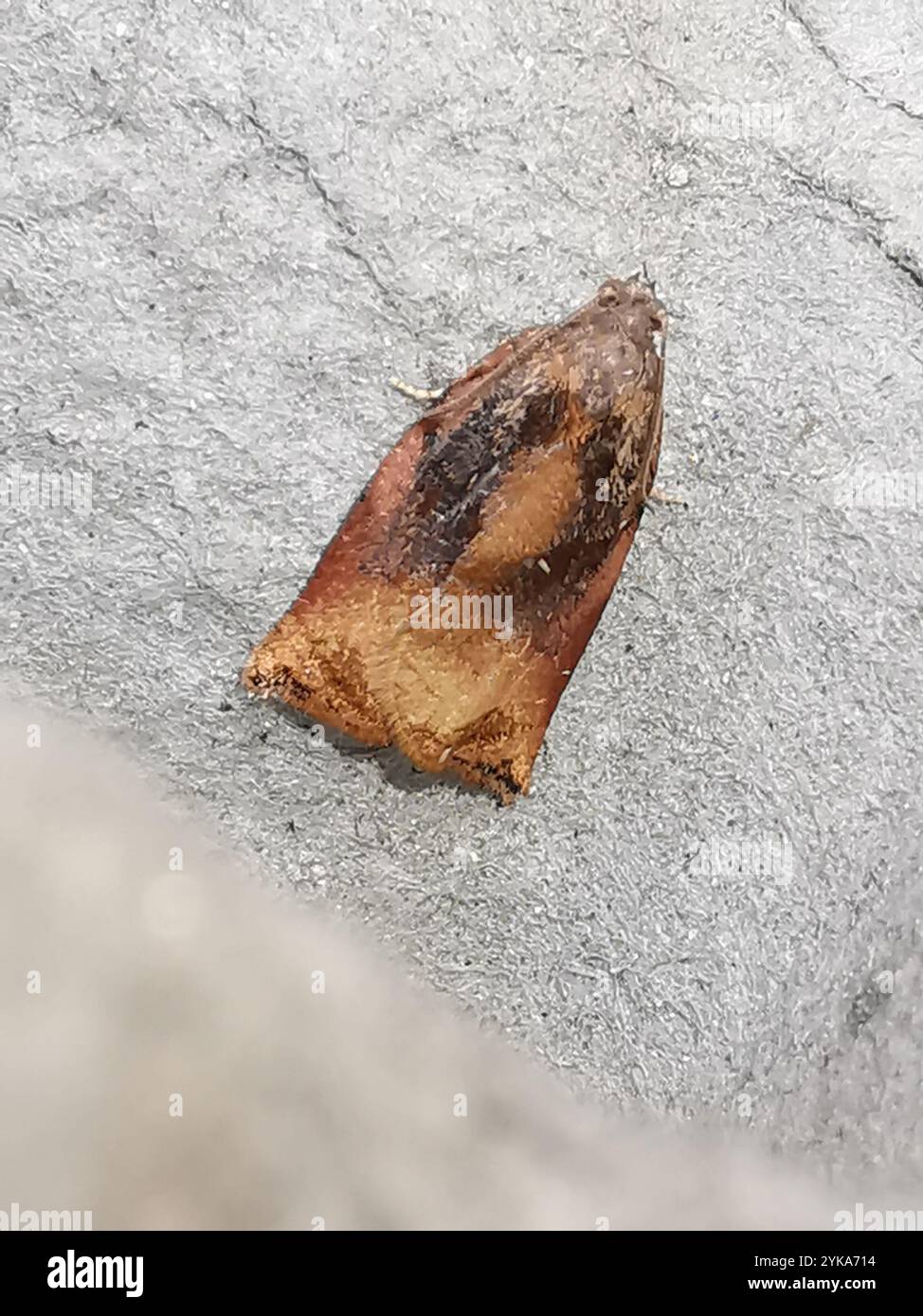 Archips podana hi-res stock photography and images - Alamy