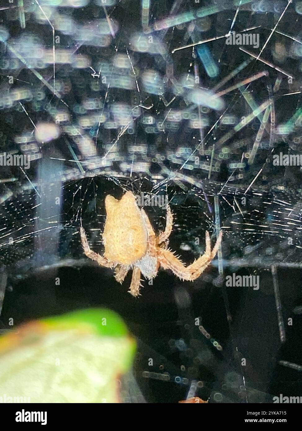 Tropical Tent-web Spider (Cyrtophora citricola Stock Photo - Alamy