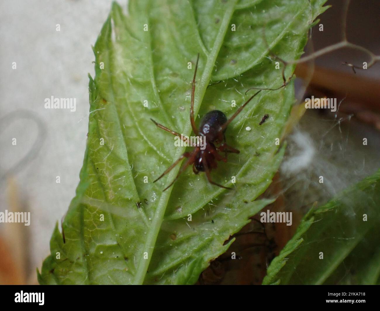Sheetweb and Dwarf Weavers (Linyphiidae Stock Photo - Alamy