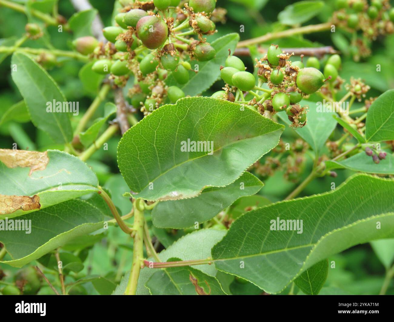 chokecherry (Prunus virginiana Stock Photo - Alamy