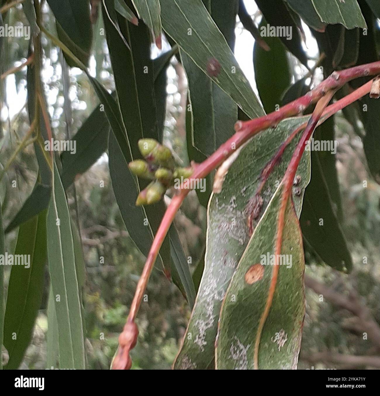 Long-leaved Box (Eucalyptus goniocalyx Stock Photo - Alamy