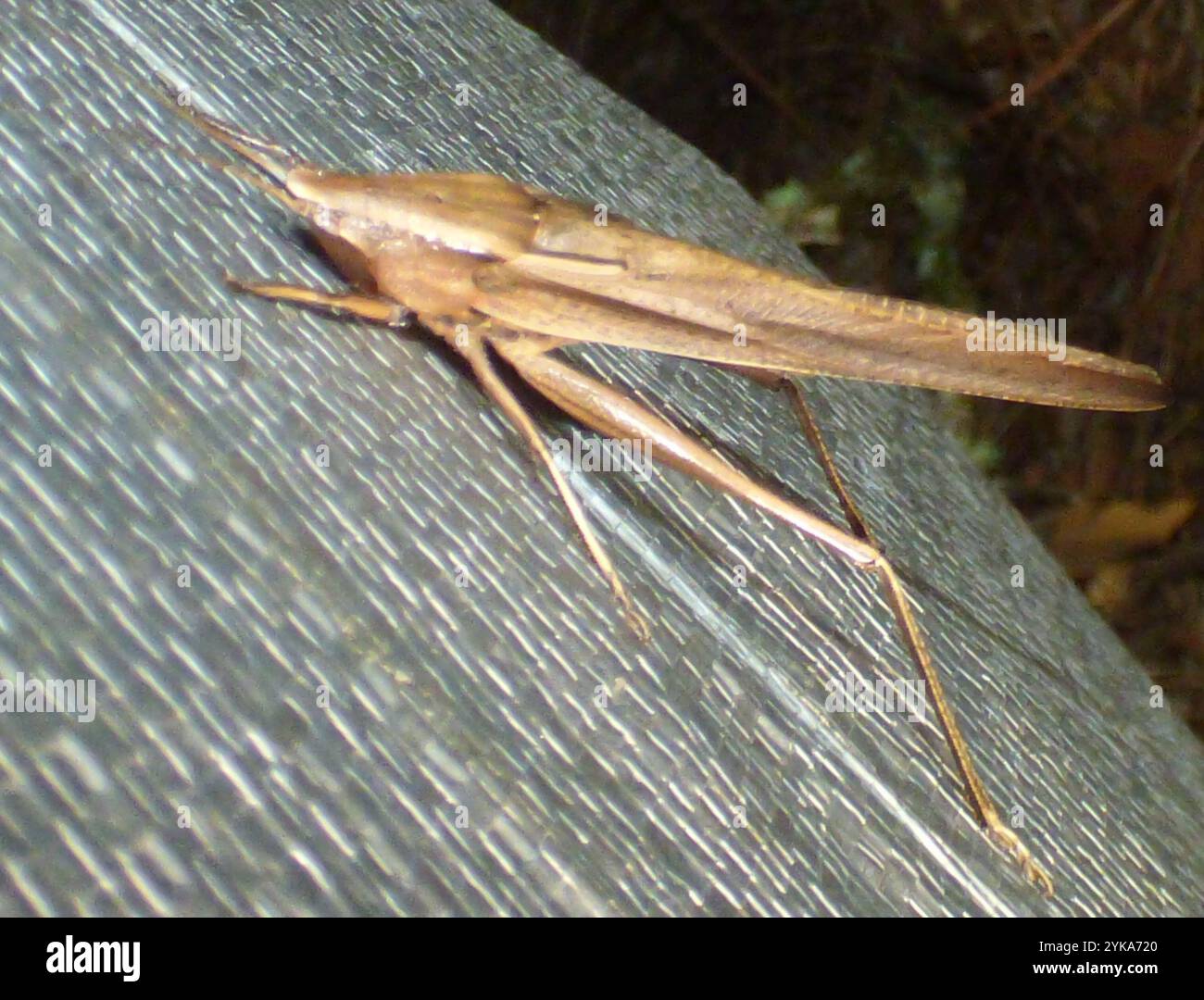 Broad-tipped Conehead (Neoconocephalus triops Stock Photo - Alamy