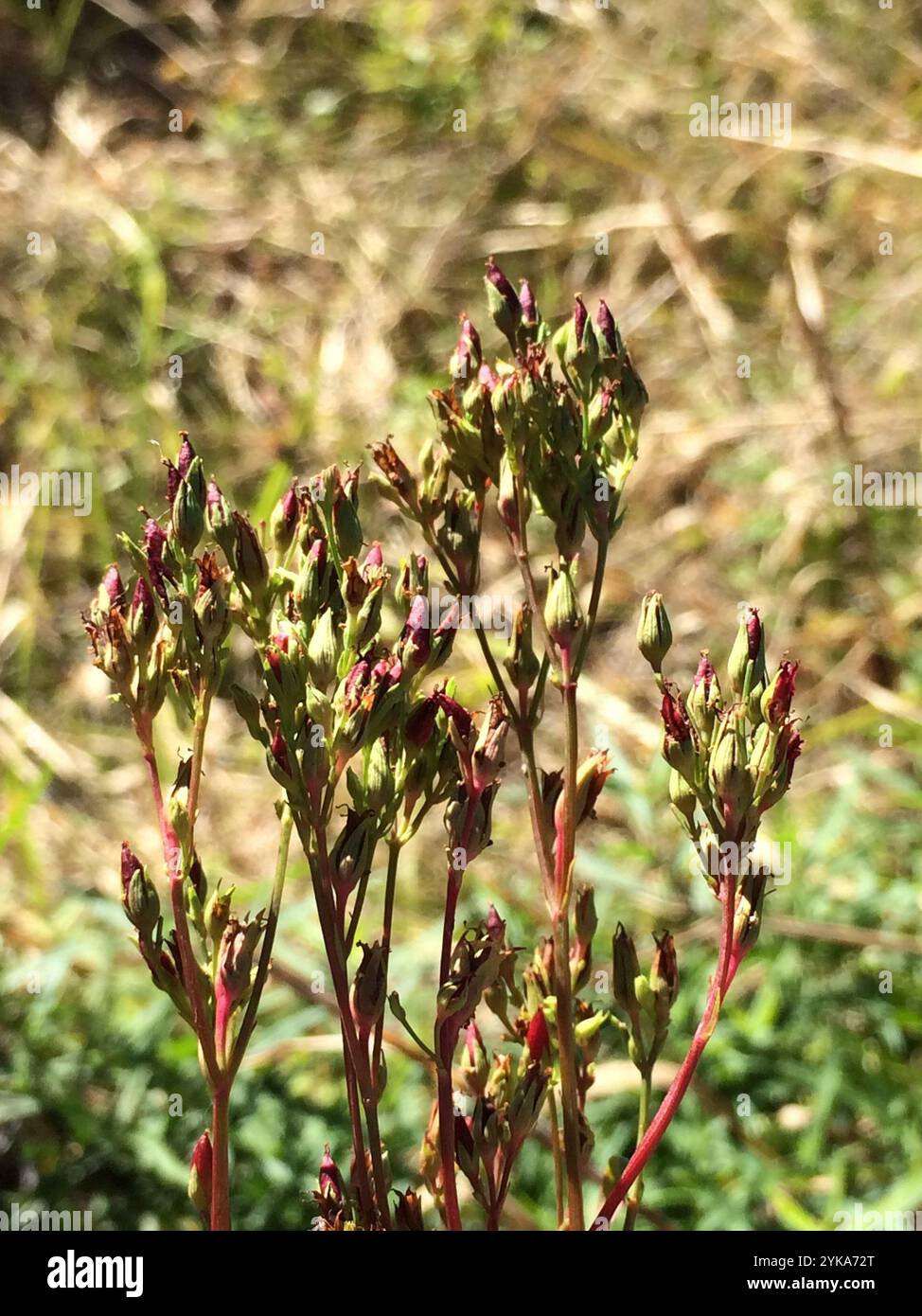 large canadian st. john's-wort (Hypericum majus Stock Photo - Alamy