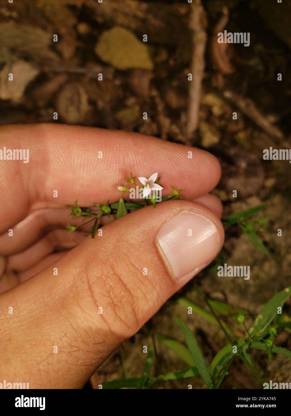 Long leaved houstonia hi-res stock photography and images - Alamy