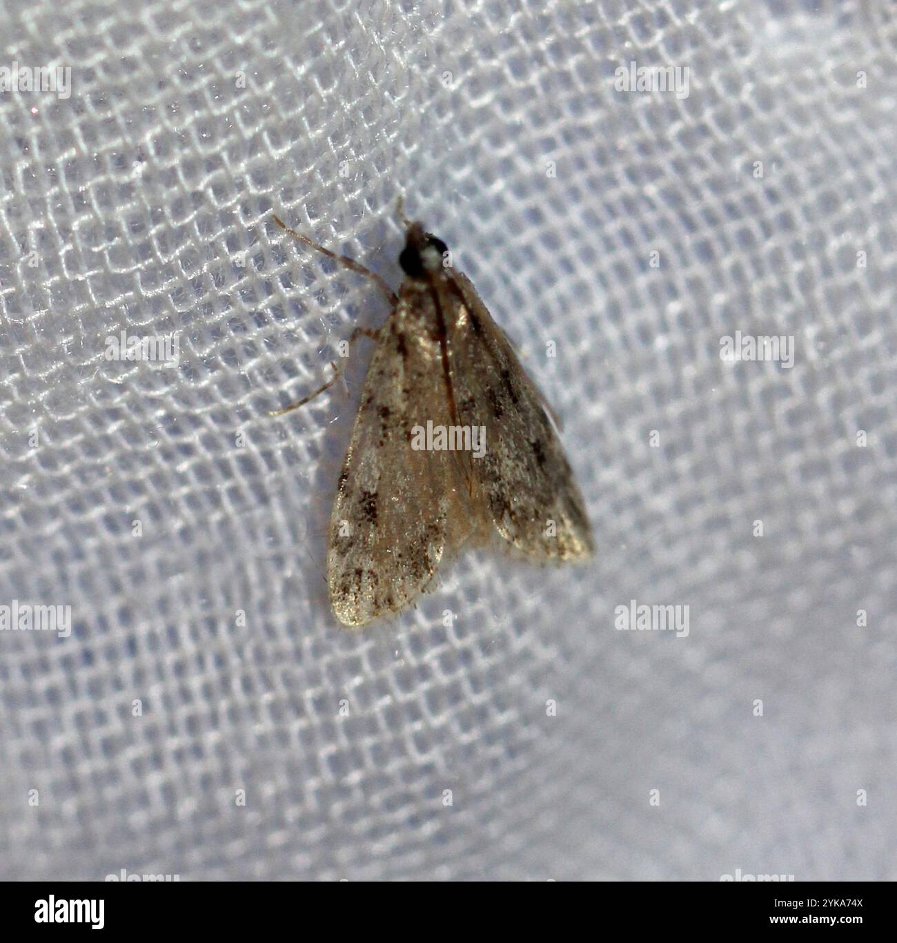 Many-spotted Scoparia Moth (Scoparia basalis Stock Photo - Alamy