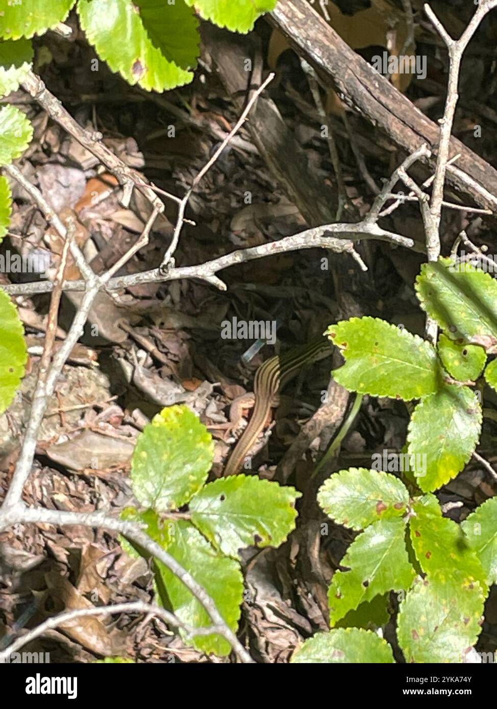 Common Spotted Whiptail (Aspidoscelis gularis Stock Photo - Alamy