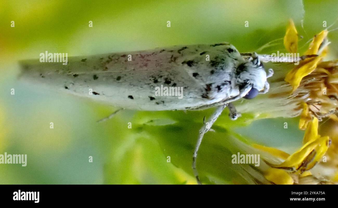 Small Ermine Moths (Yponomeuta Stock Photo - Alamy