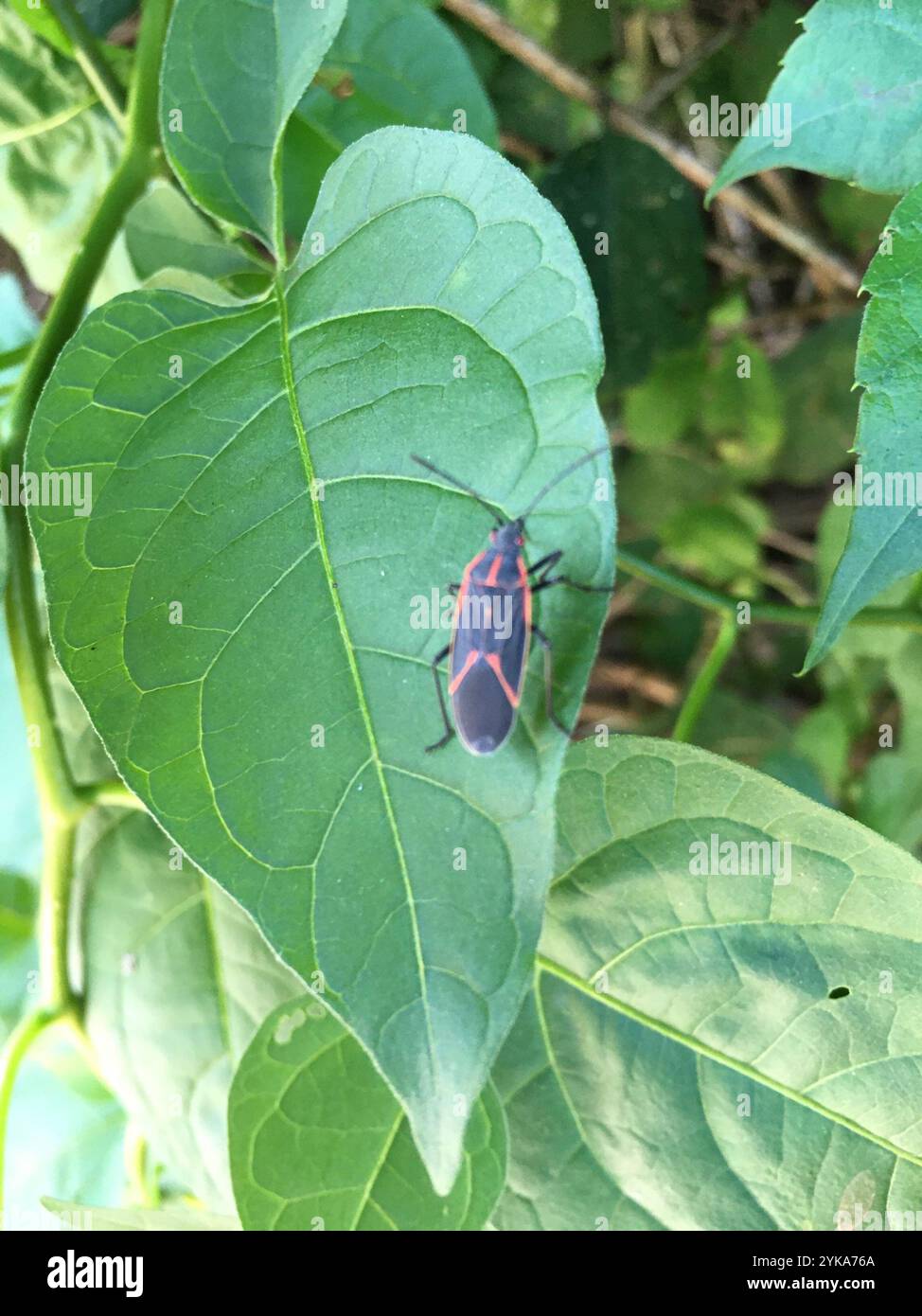 Eastern Boxelder Bug (Boisea trivittata Stock Photo - Alamy
