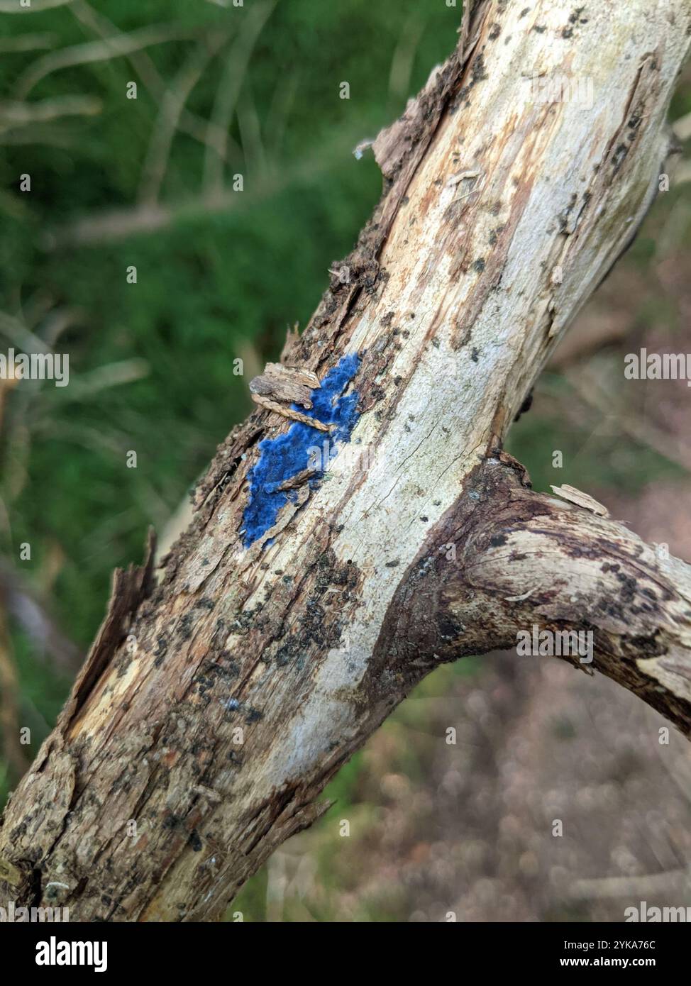 Cobalt Crust (Terana coerulea Stock Photo - Alamy