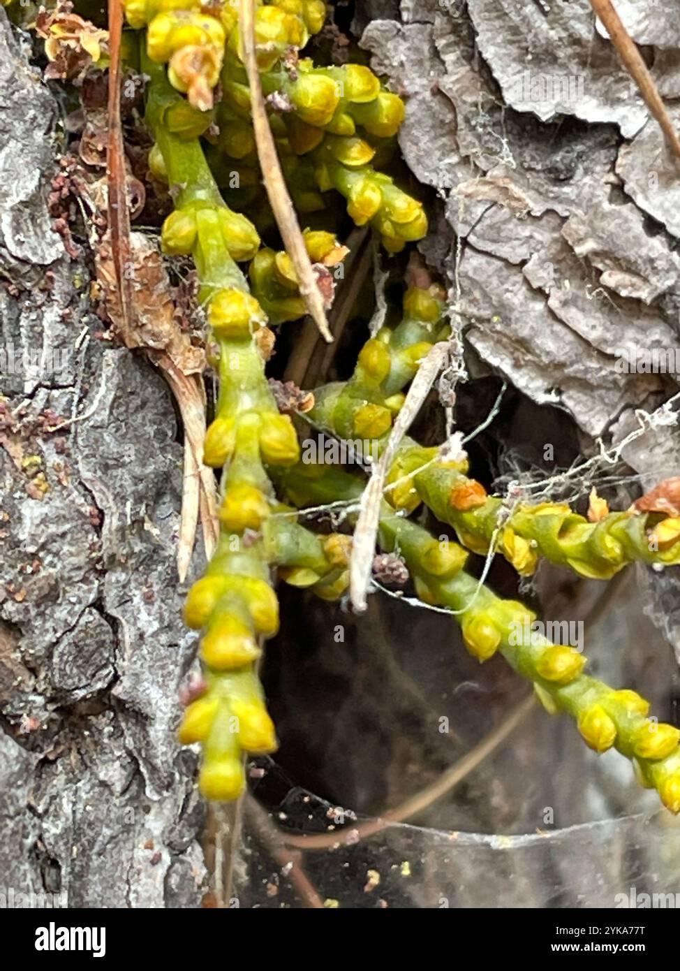 Coastal Dwarf-Mistletoe (Arceuthobium littorum Stock Photo - Alamy