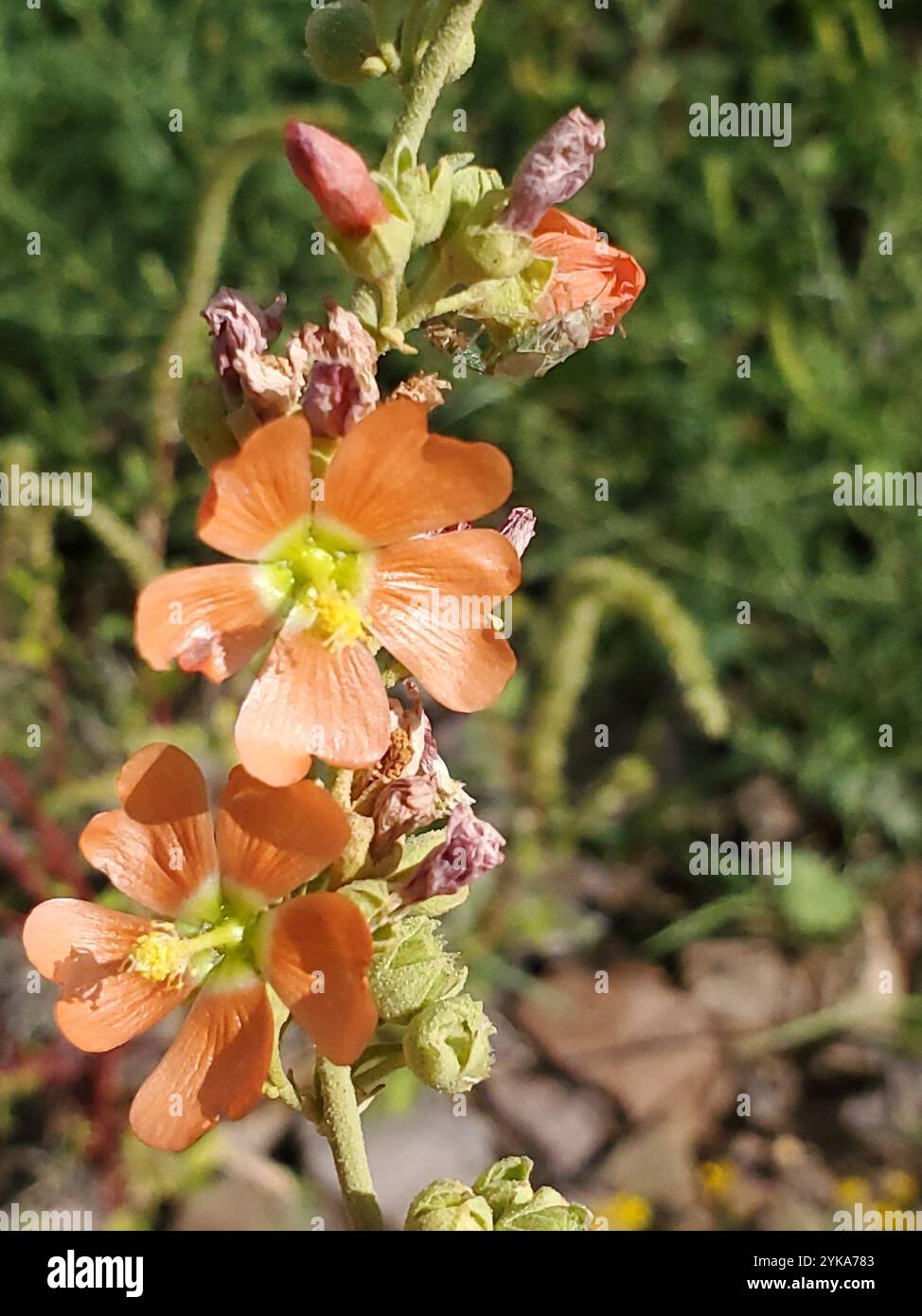 gray globemallow (Sphaeralcea incana Stock Photo - Alamy