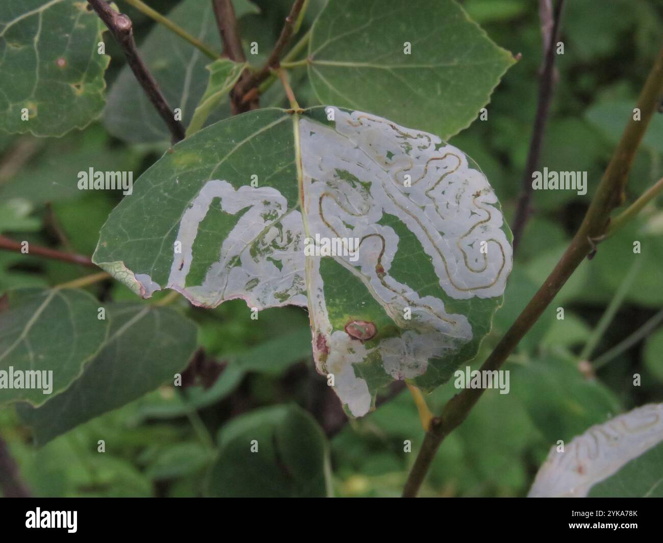 Aspen Serpentine Leafminer Moth (Phyllocnistis populiella Stock Photo ...