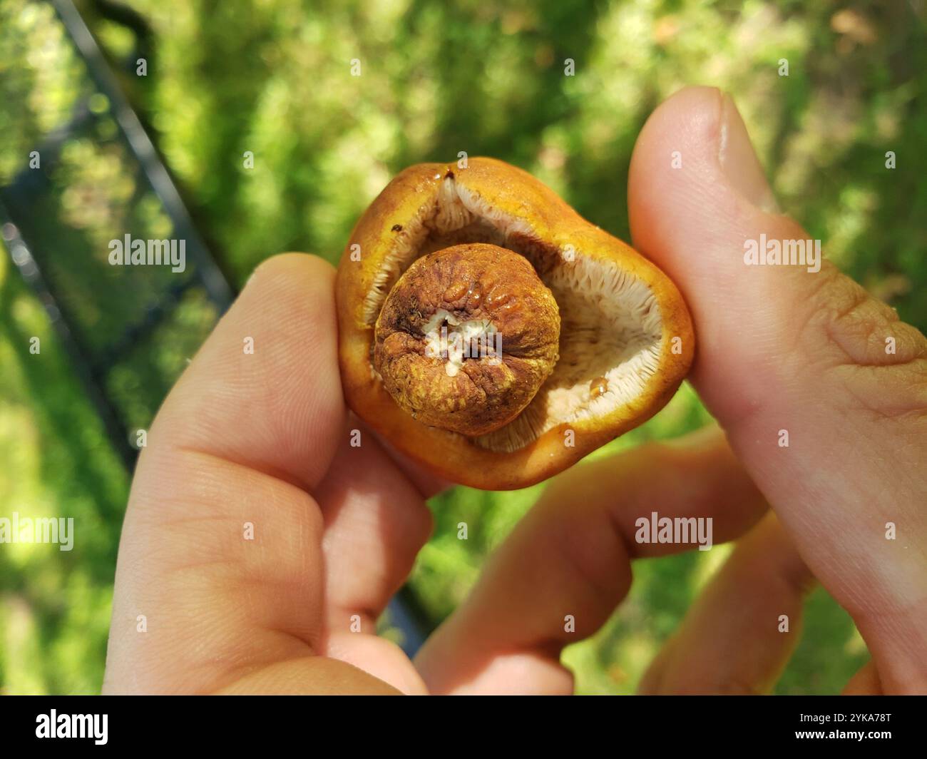 Orange Bile Mushroom (Russula mutabilis Stock Photo - Alamy