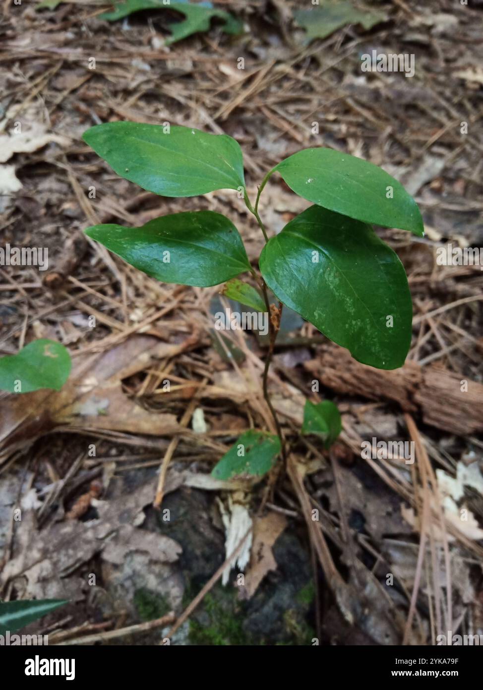 sawbrier (Smilax glauca Stock Photo - Alamy