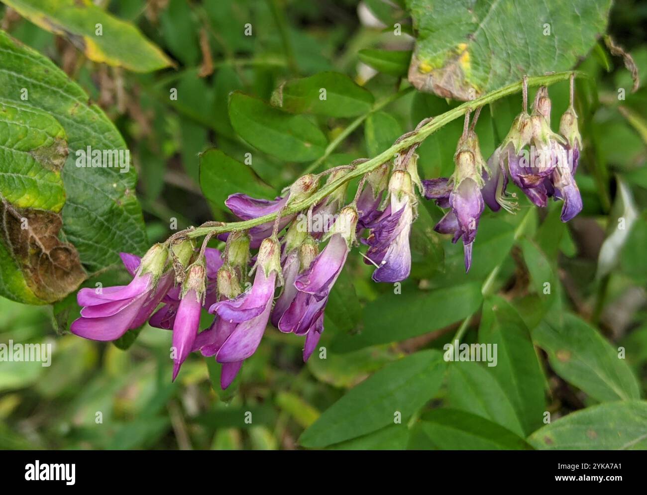 Alpine Sweet-vetch (Hedysarum alpinum Stock Photo - Alamy