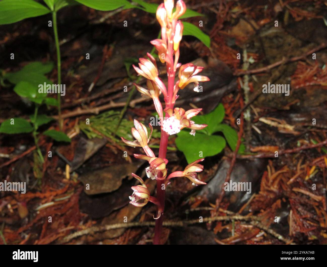 Western spotted coralroot (Corallorhiza maculata occidentalis Stock ...