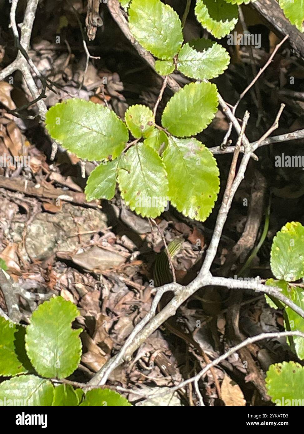 Common Spotted Whiptail (Aspidoscelis gularis Stock Photo - Alamy