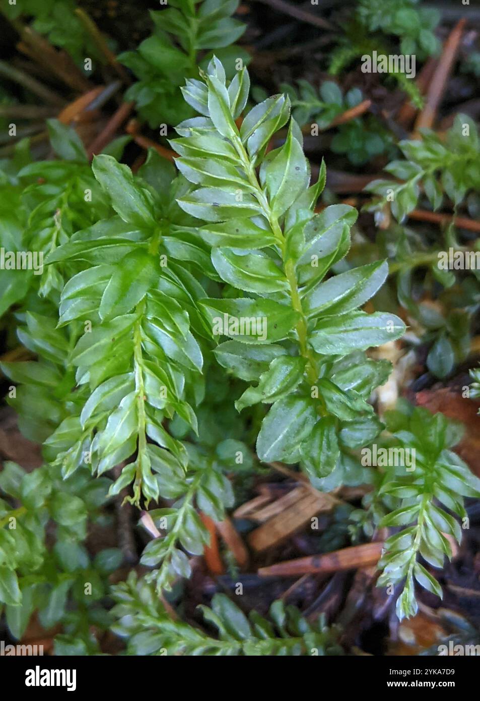 Badge Moss (Plagiomnium insigne Stock Photo - Alamy