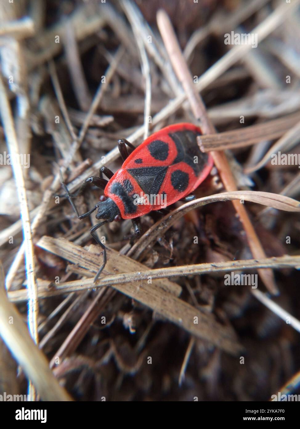 European Firebug (Pyrrhocoris apterus Stock Photo - Alamy European Firebug (Pyrrhocoris apterus Stock Photo - Alamy