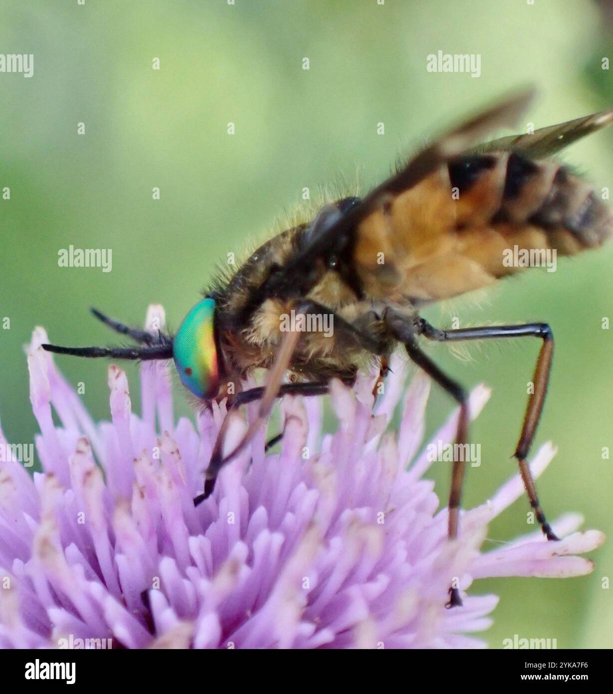 Twin-lobed Deer Fly (Chrysops relictus Stock Photo - Alamy