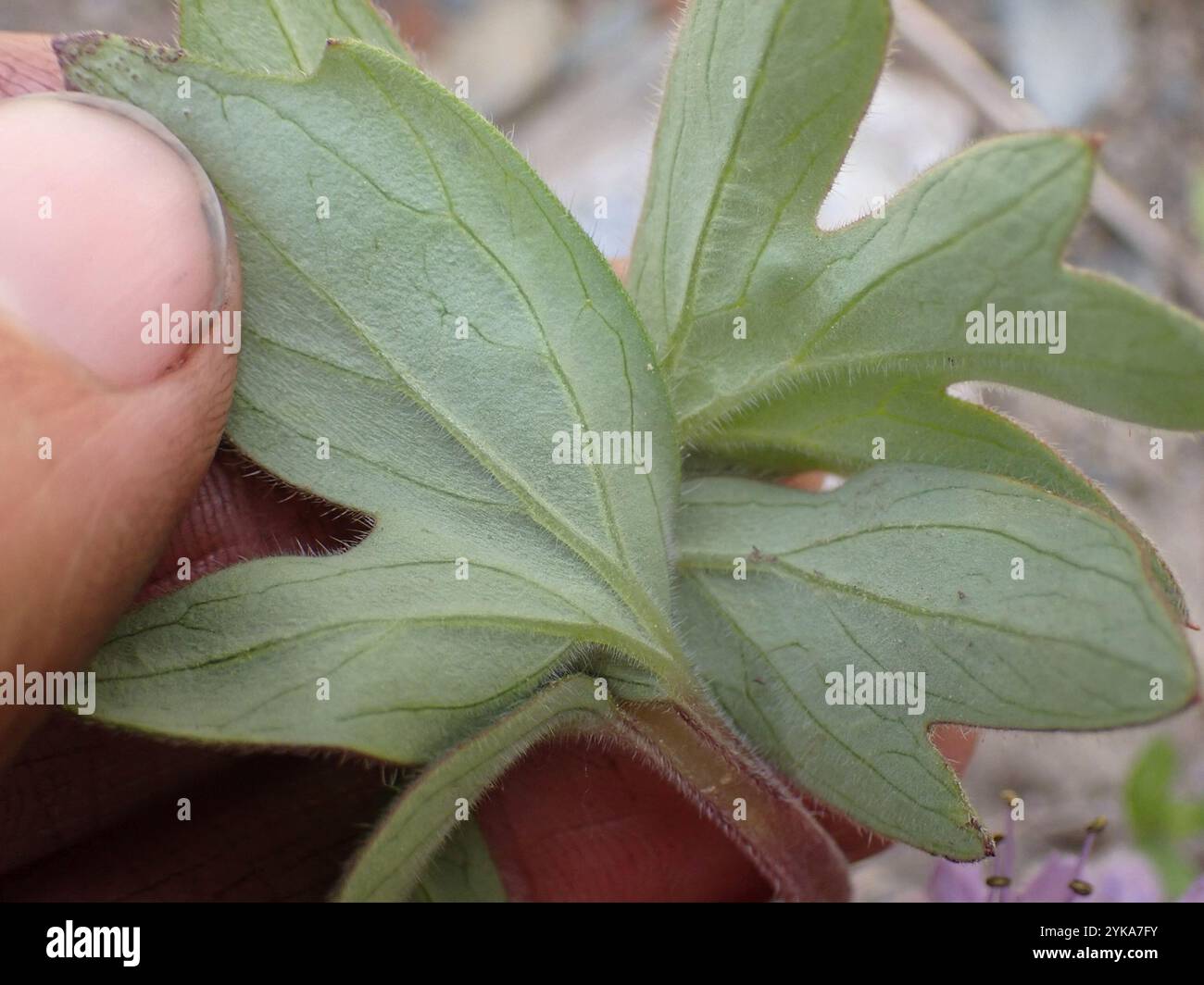 ballhead waterleaf (Hydrophyllum capitatum Stock Photo - Alamy