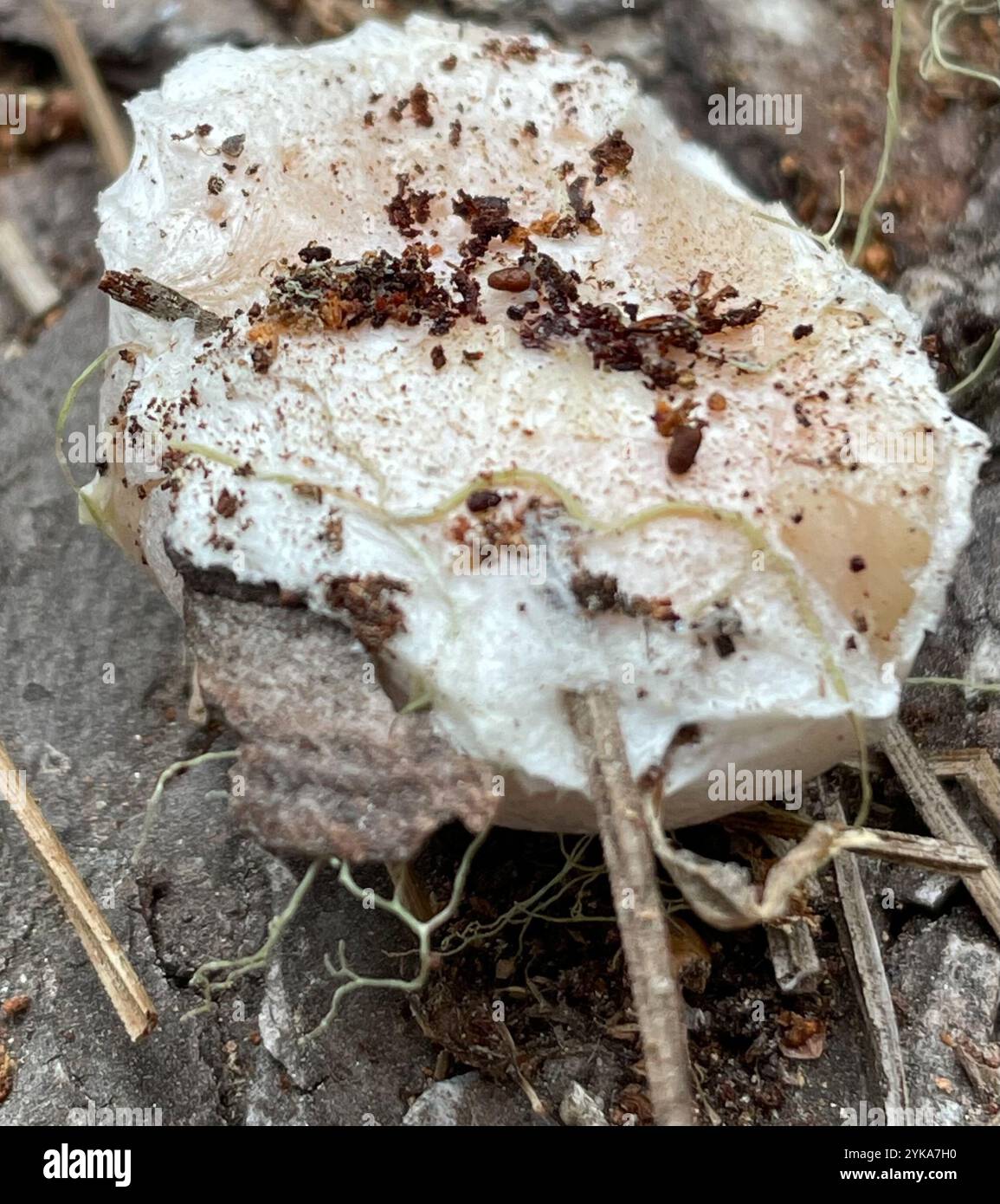 False Puffball (Reticularia lycoperdon Stock Photo - Alamy
