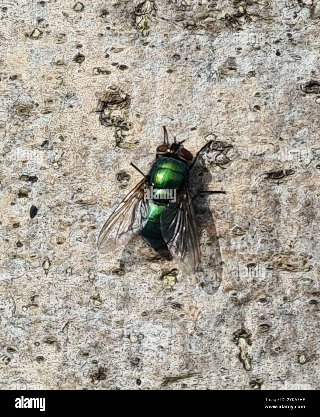 Greenbottle Flies (Lucilia Stock Photo - Alamy