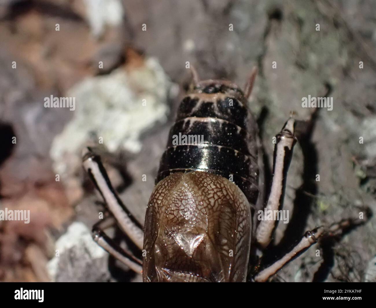 Cyphoderris monstrosa hi-res stock photography and images - Alamy
