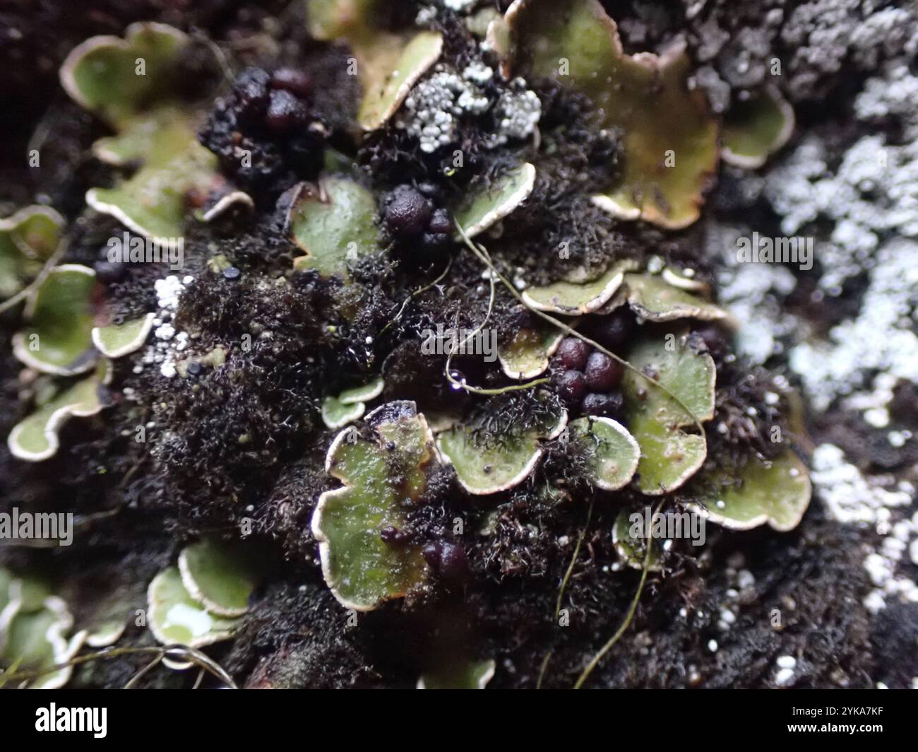 Fishscale Lichens (Psora Stock Photo - Alamy