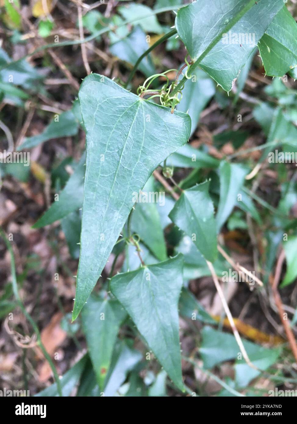 Rough Bindweed (Smilax aspera Stock Photo - Alamy