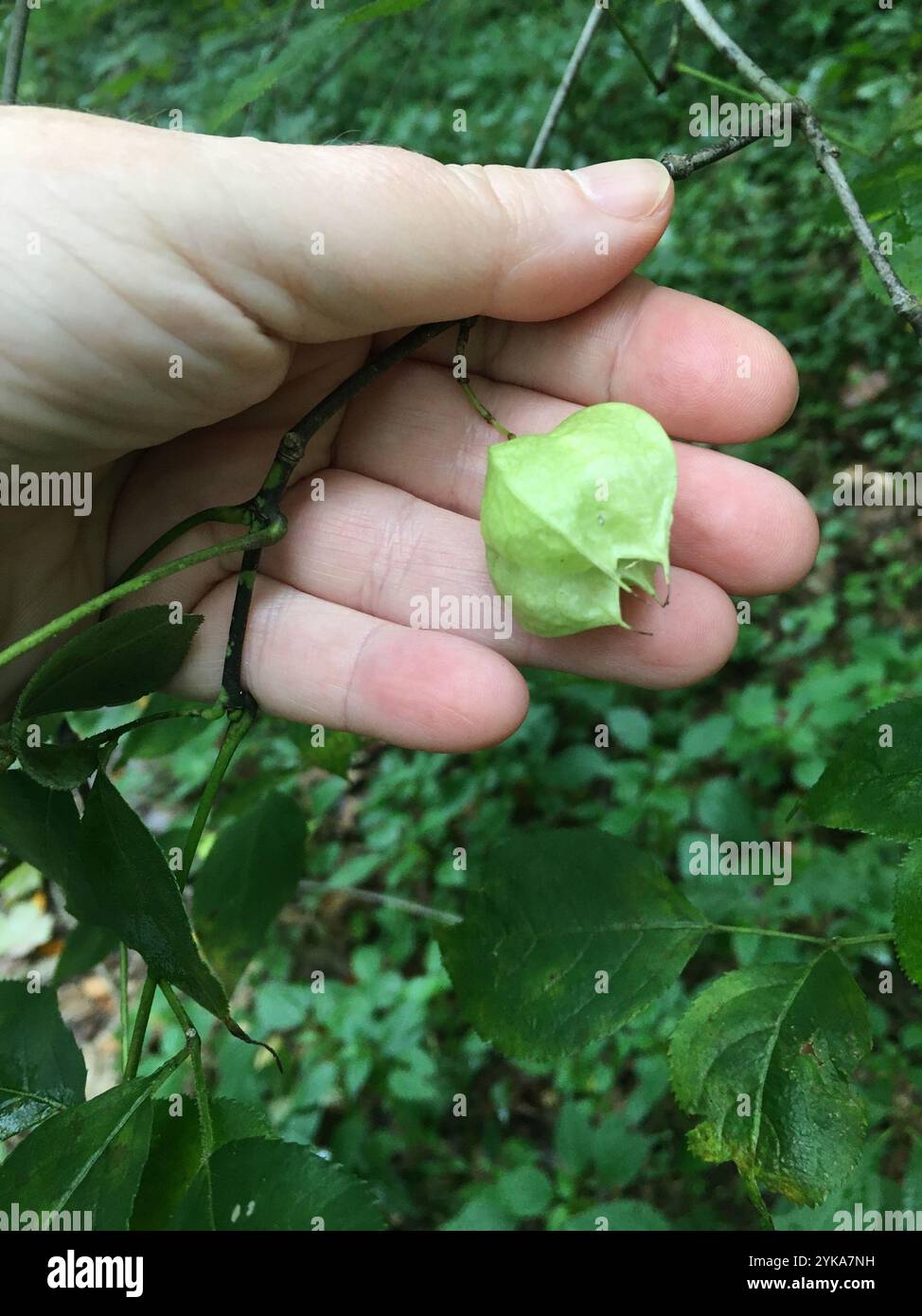American bladdernut (Staphylea trifolia Stock Photo - Alamy